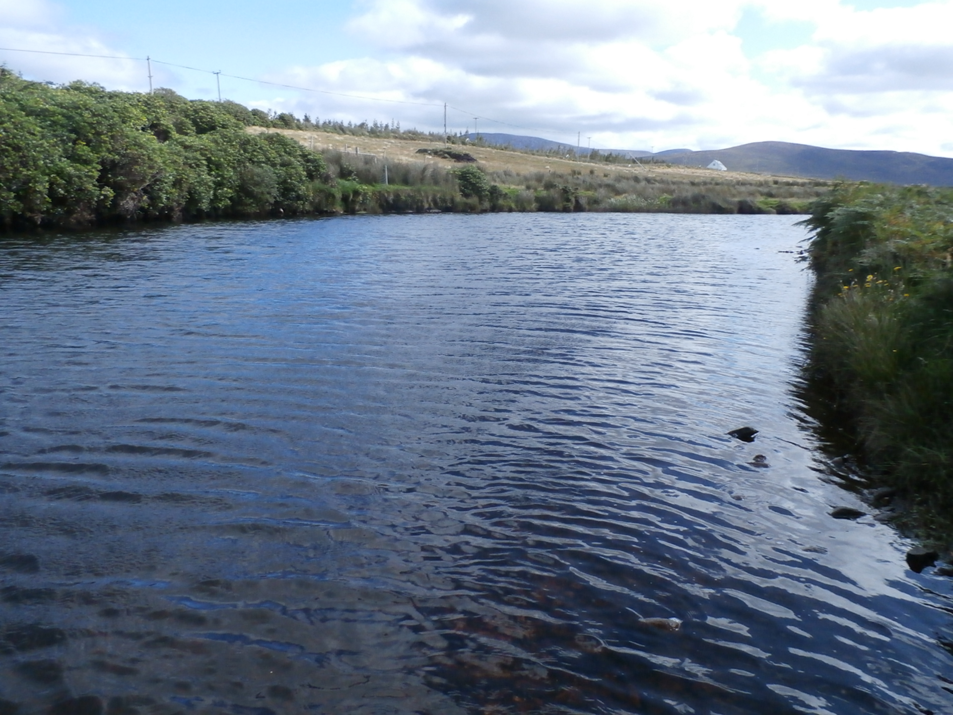 Speed of the fly – Claretbumbler