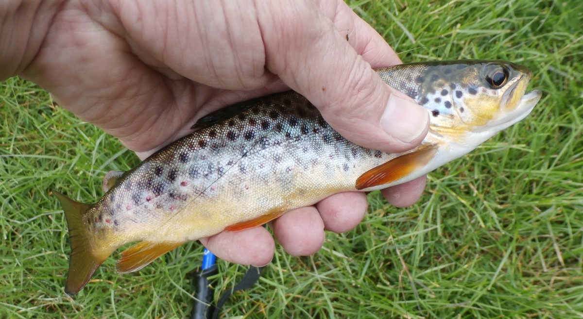 Robe trout – Claretbumbler