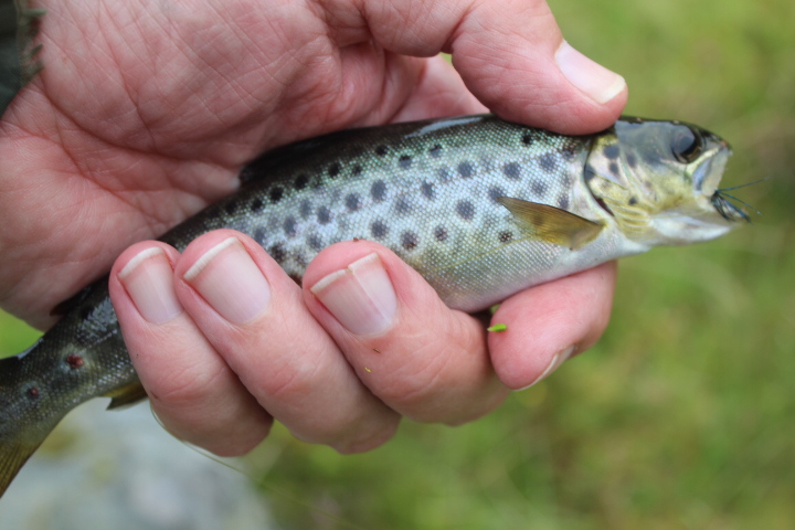 32 – Episode 1, County Sligo – Claretbumbler