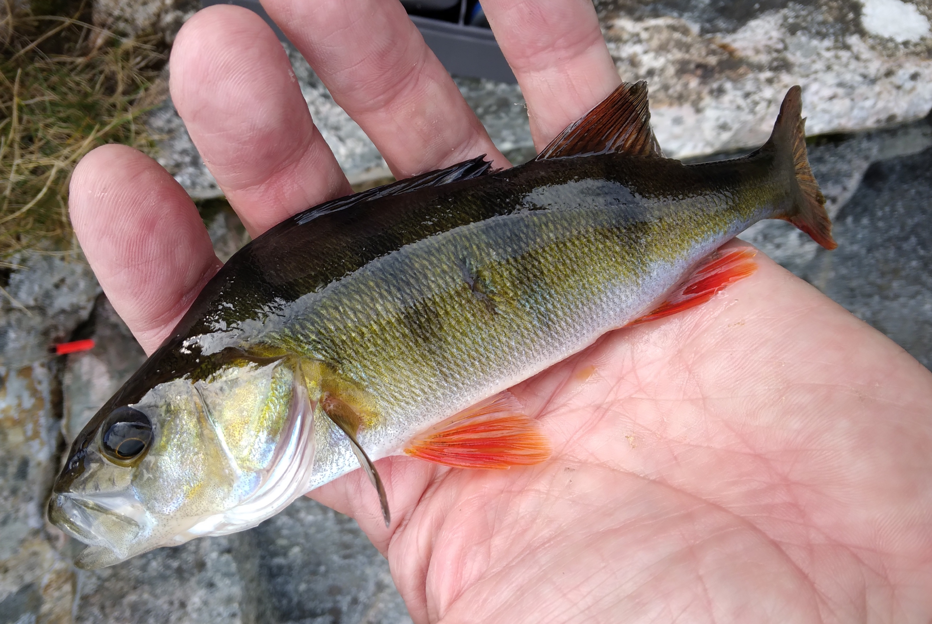 Pontoon bridge – Claretbumbler