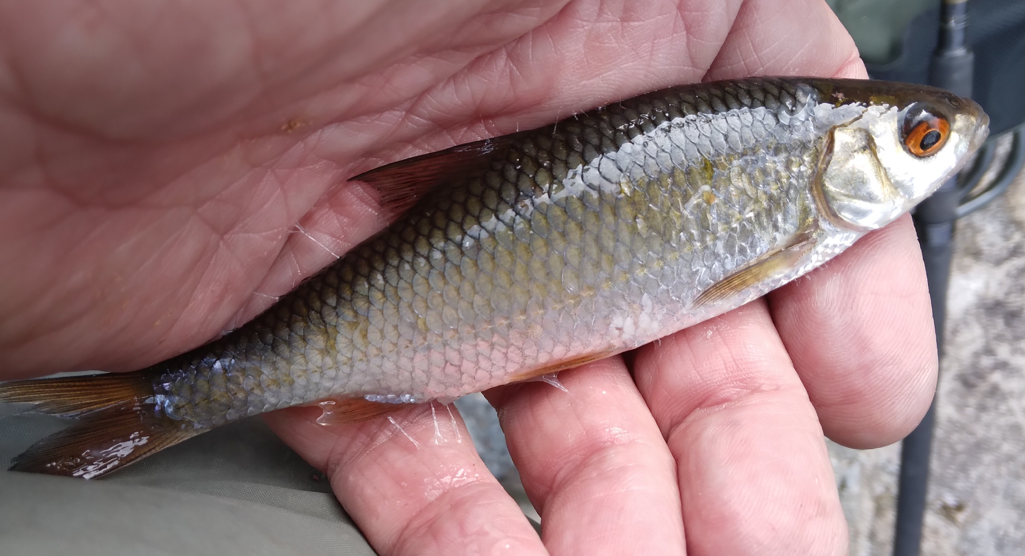 Pontoon bridge – Claretbumbler