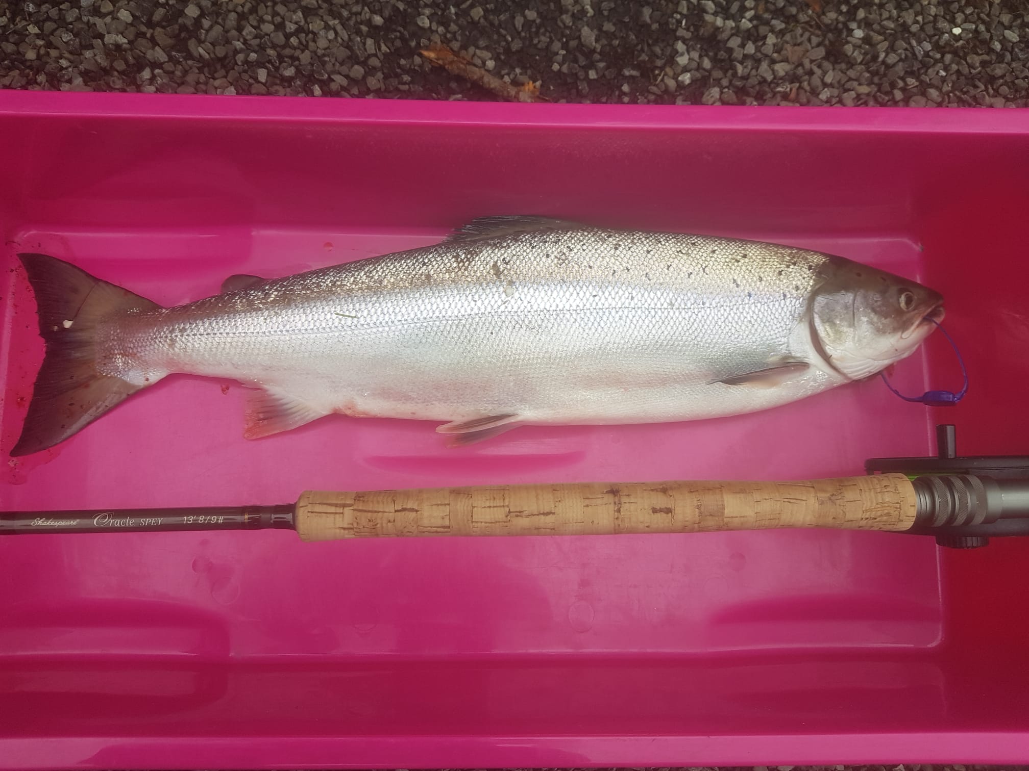 Angling reports – Claretbumbler